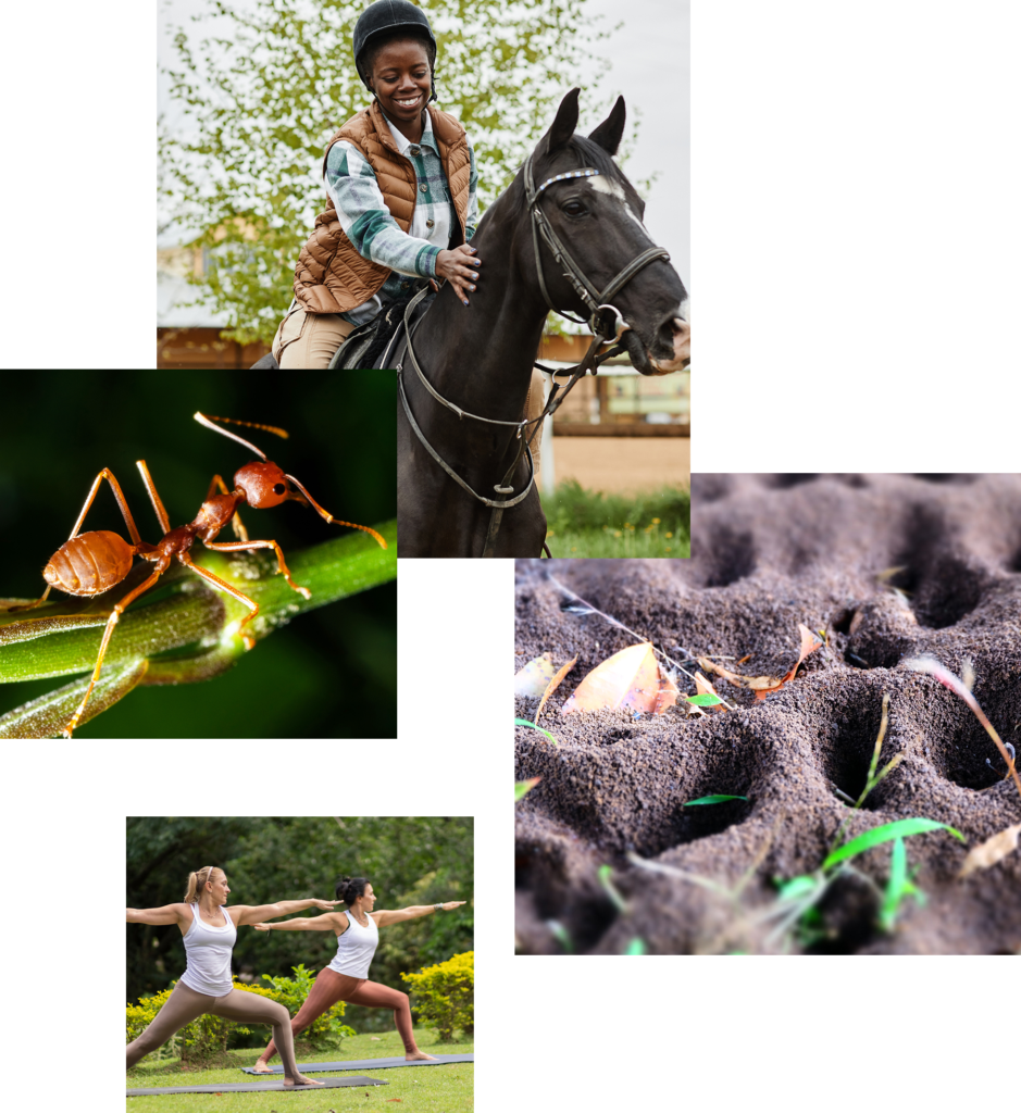 Fire Ants Plus | Arkion Life Sciences